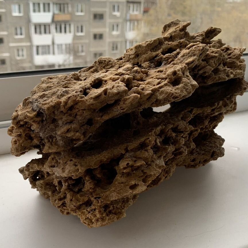 Морской коралл а аквариум