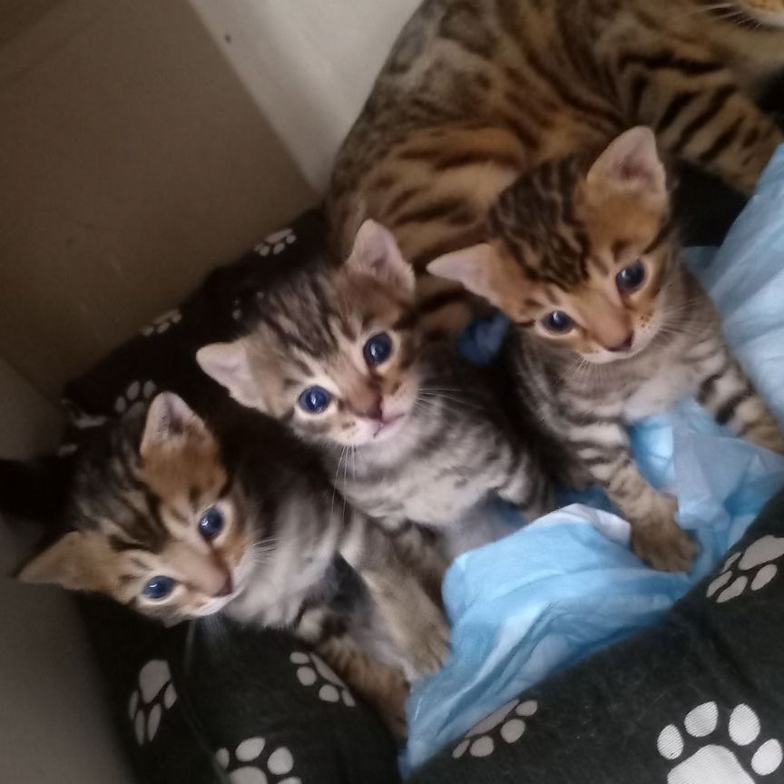 Котята бенгалы