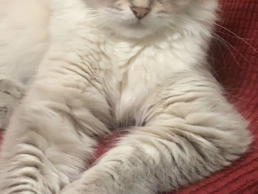 Кошечка ищет мужа на вязку