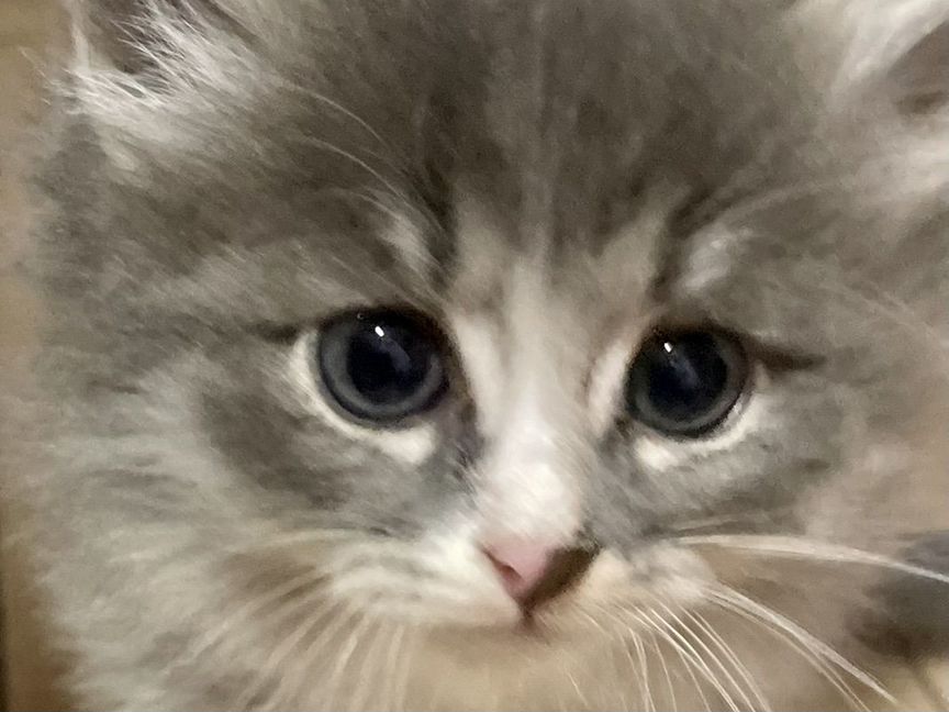 Котята 1,5 месяца