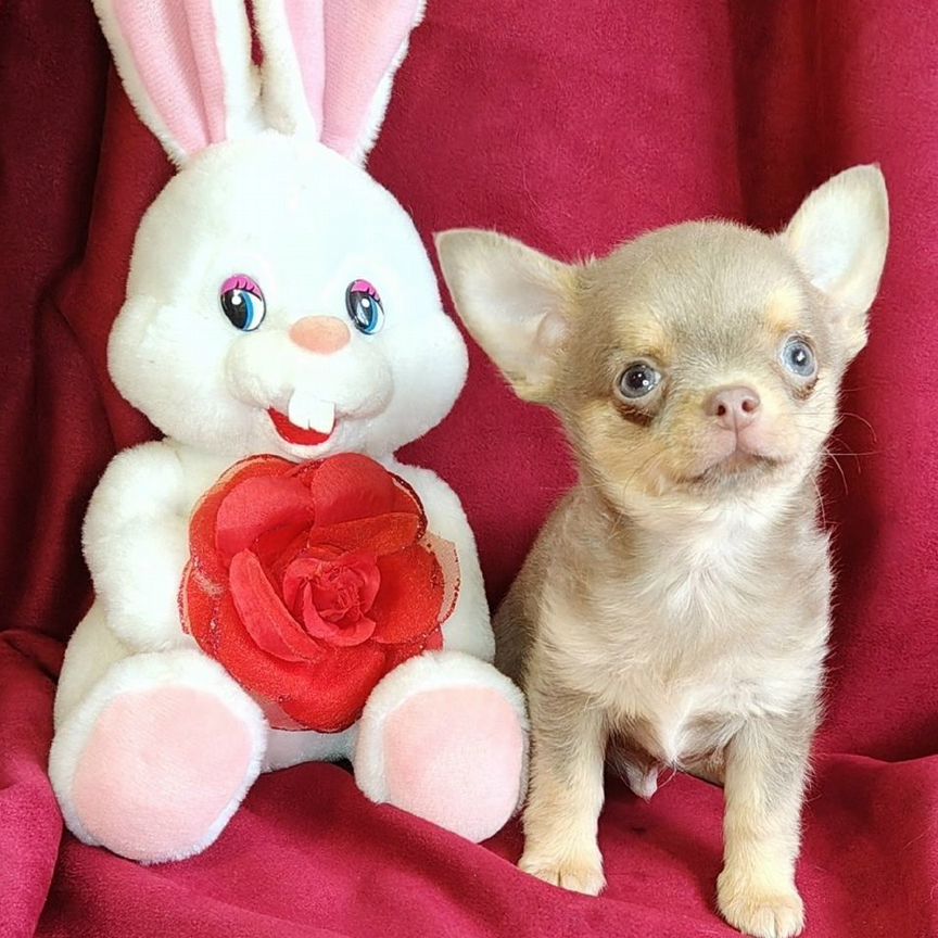 Чихуахуа, щенок