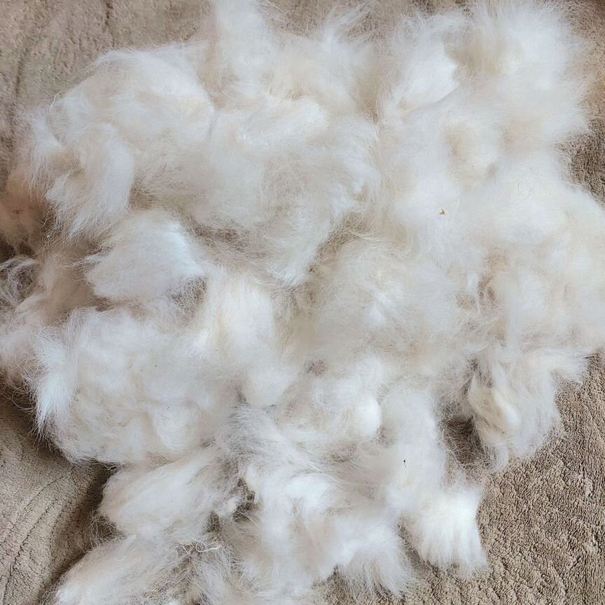 Шерсть самоеда