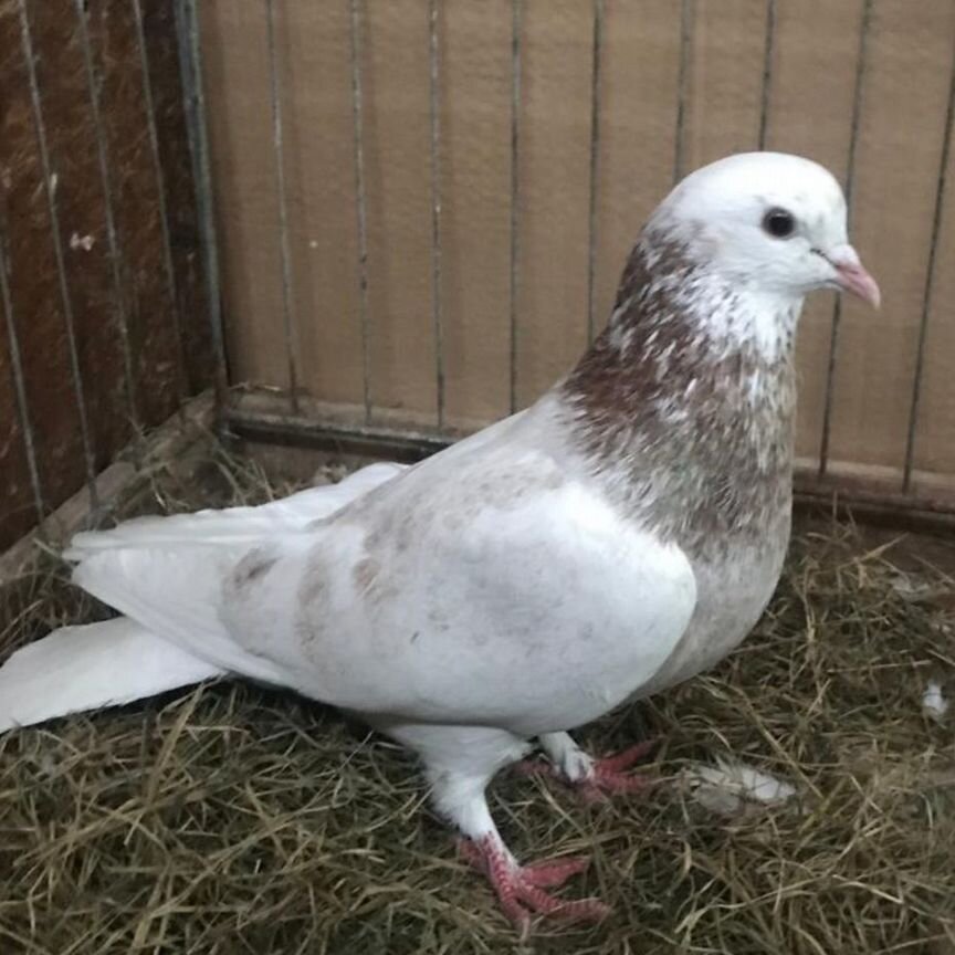 Продажа голубей