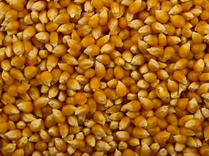 Ячмень озимый, Пшеница озимая на корм