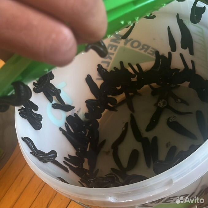 Пиявки продам в большом объеме Матки,Стан,сред