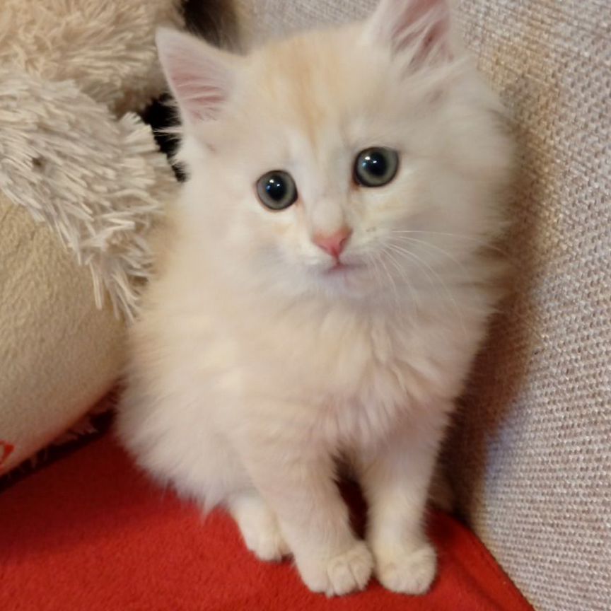 Сибирские котята
