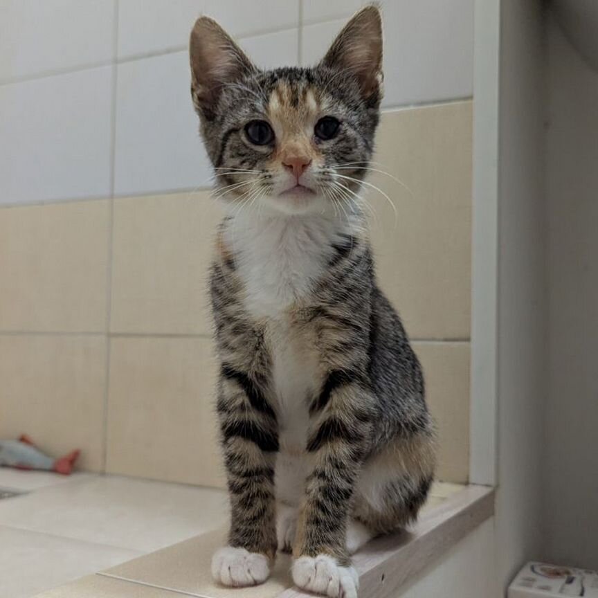 Котёнок в добрые руки
