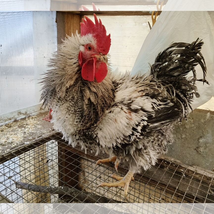 Петухи курчавые(шершетки)