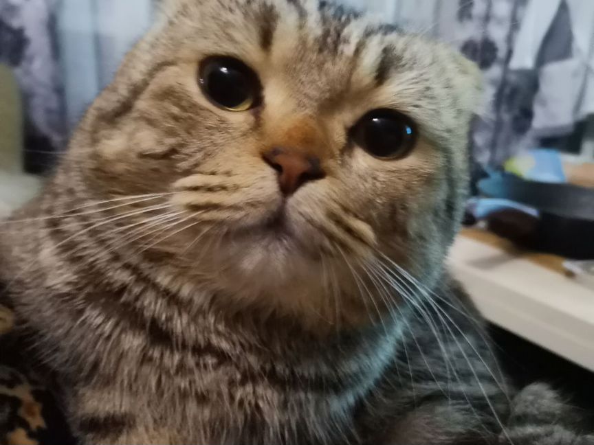 Шотландский вислоухий кот для вязки