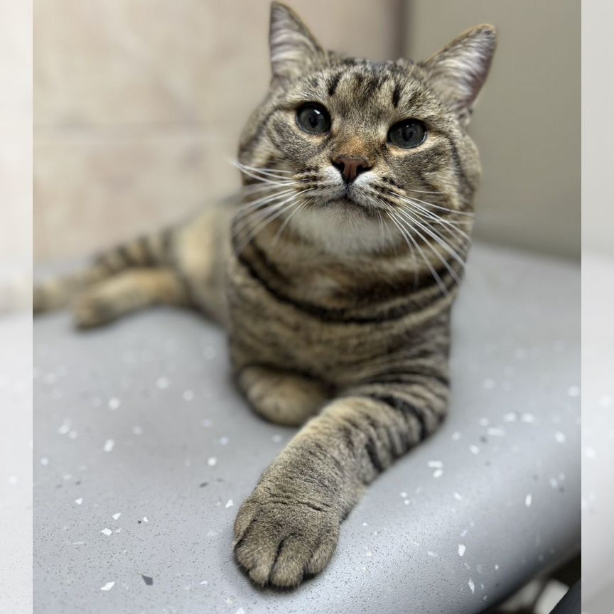 Шотландский прямоухий короткошёрстный кот, взрослый