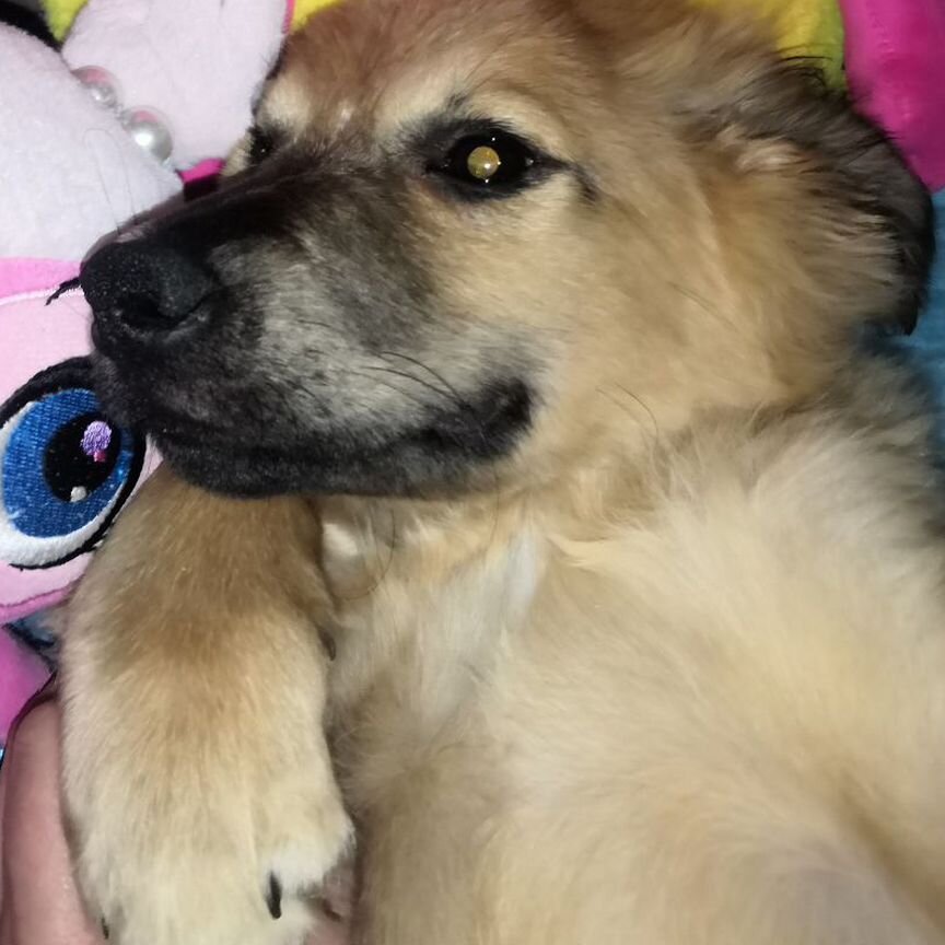 Щенок в добрые руки