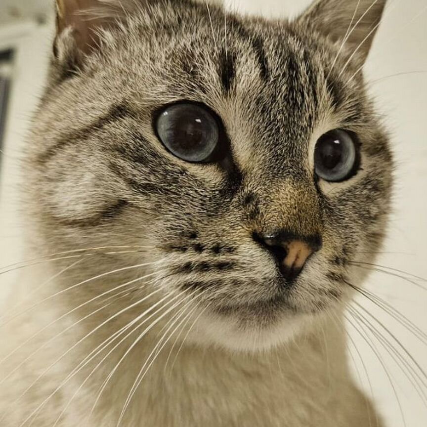 Вася ищет дом