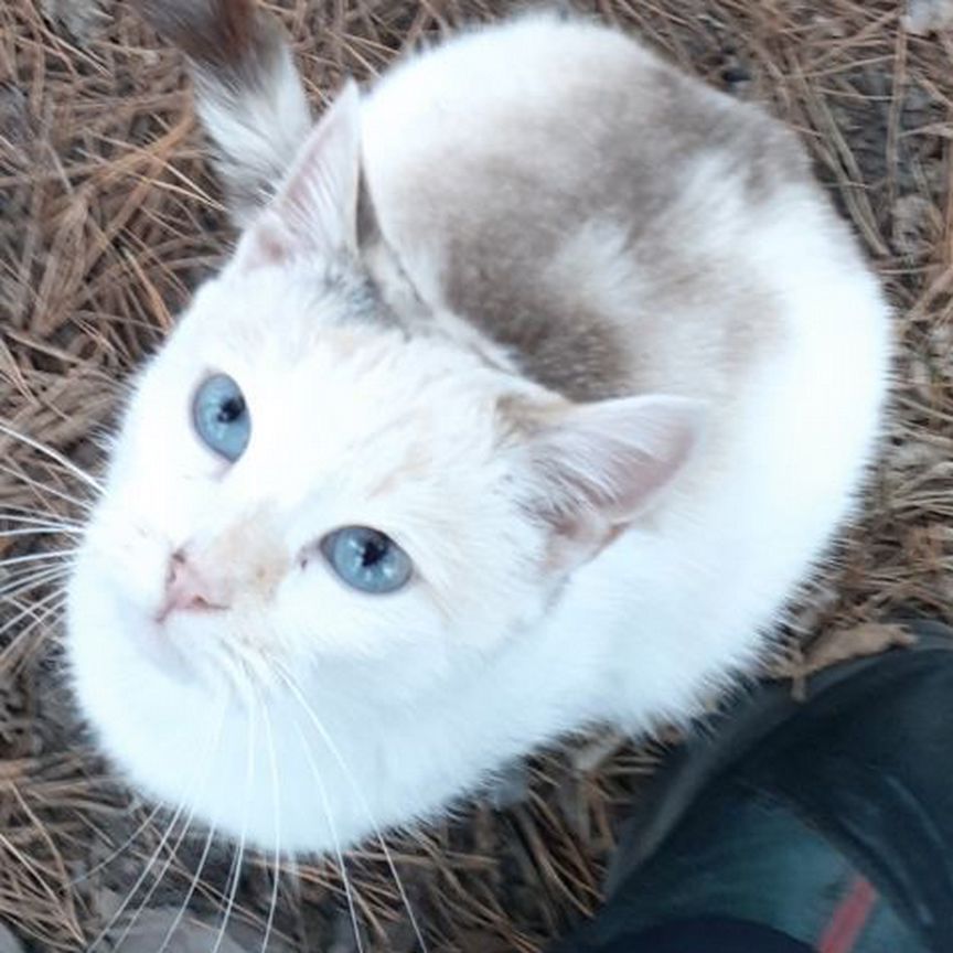 Взрослая кошка в добрые руки