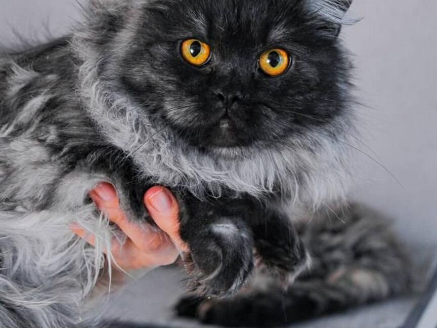 Отдам стерилизованную Сибирскую кошку