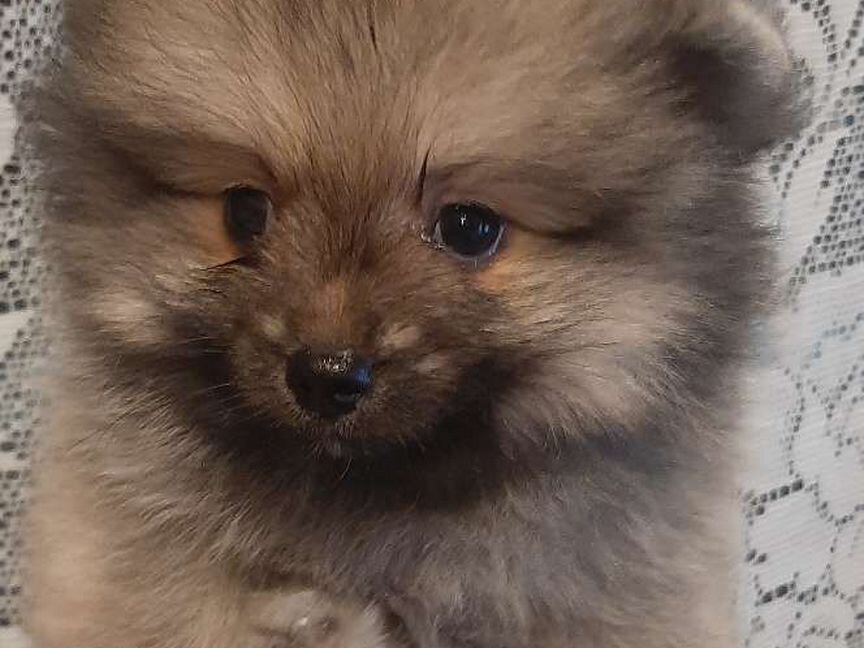 Немецкий шпиц мини