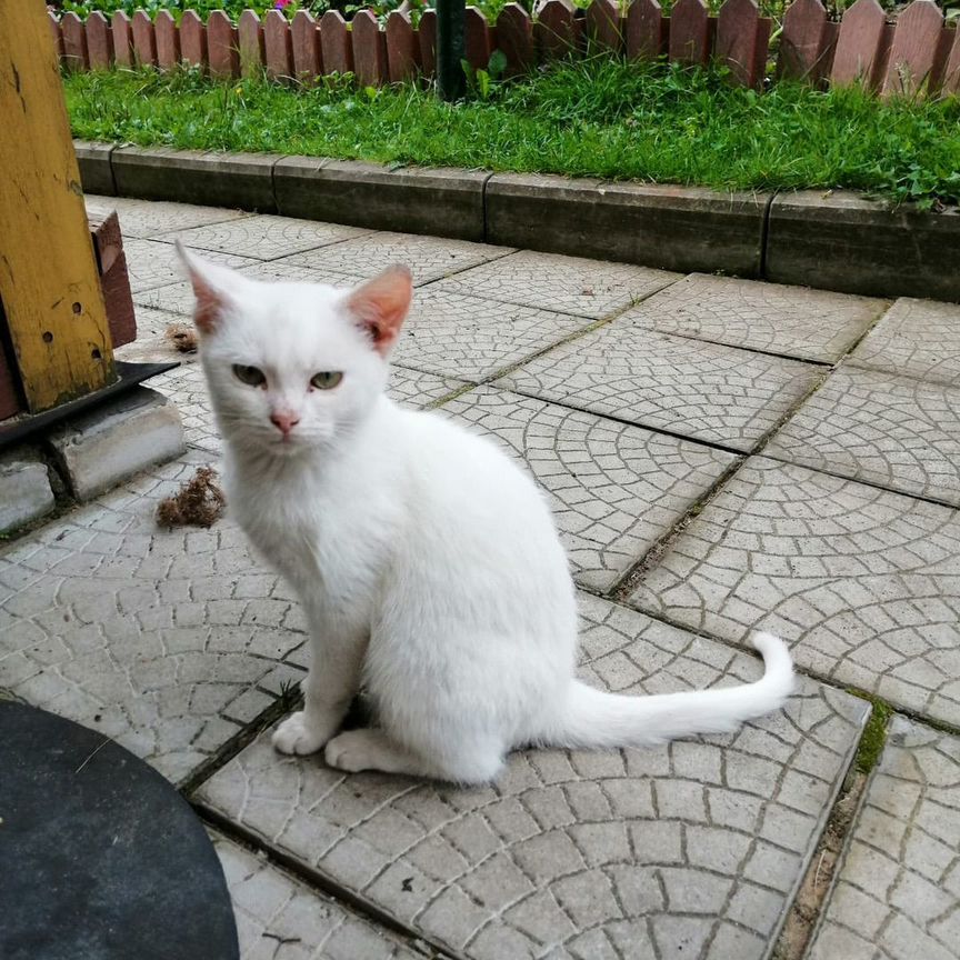 Беленькие и рыженькие котята остаются на дачах