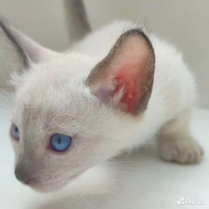 Кошечка Манчкин стандарт