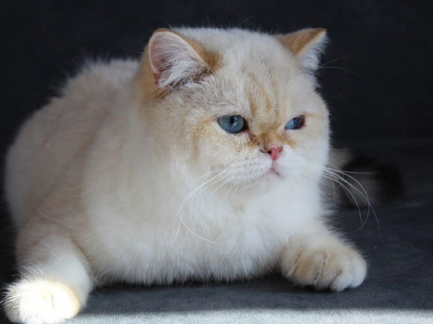 Золотая шиншилла поинт