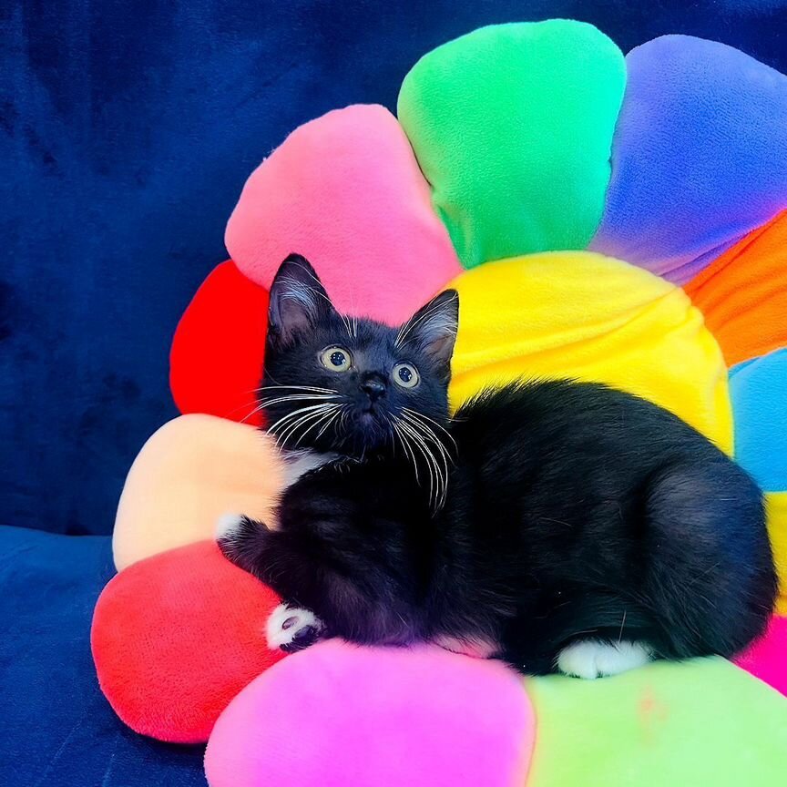 Котёнок