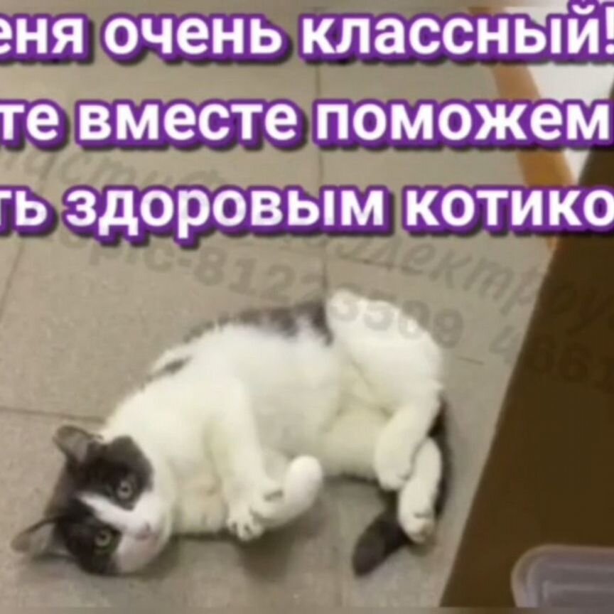Помощь котенку