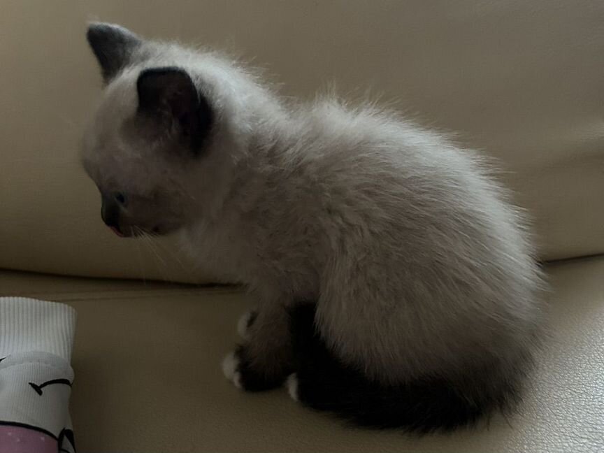 Котёнок сиамский