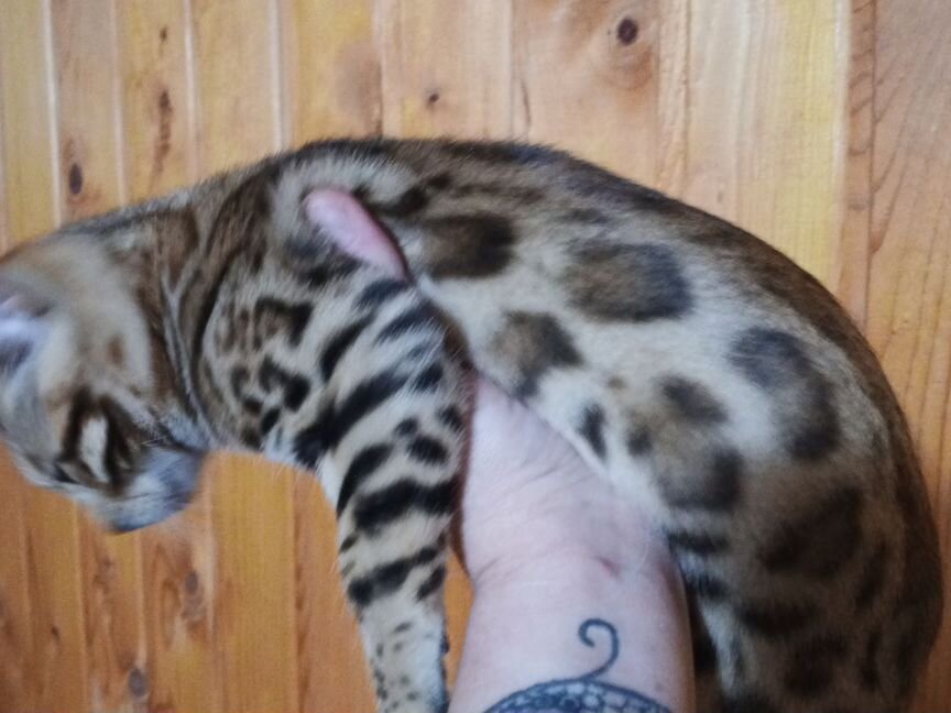 Бенгальская