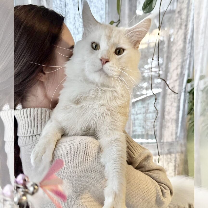 Мейн-кун, взрослая кошка