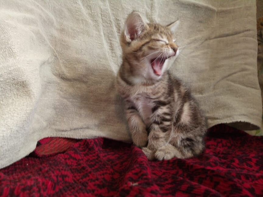 Домашний полосатый котёнок Кеша в добрые руки