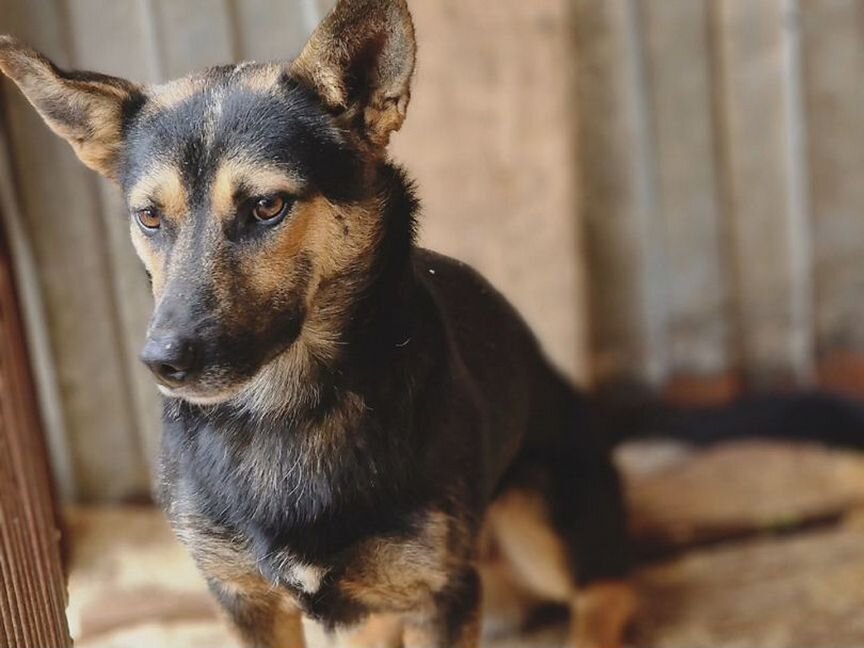 В добрые руки