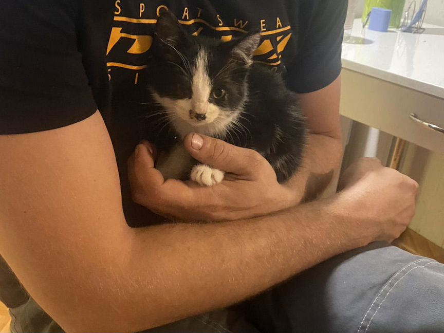 Котенок безродный