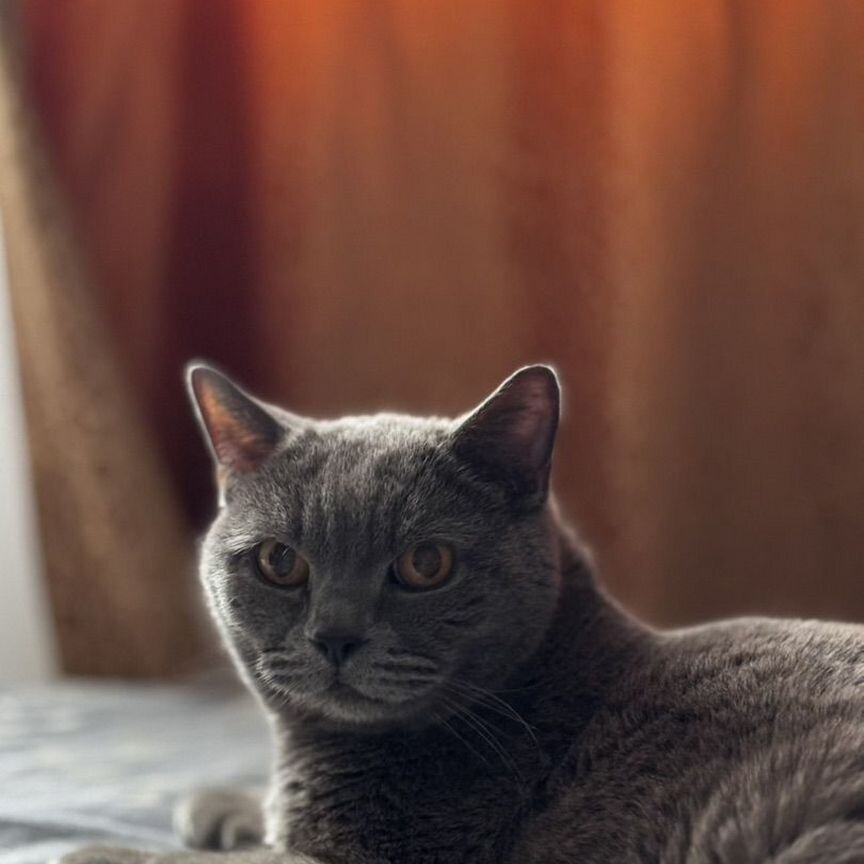 Британский кот