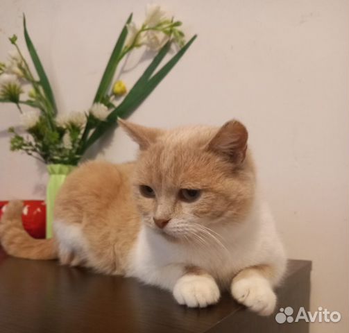 Рыжулька Майра ищет дом