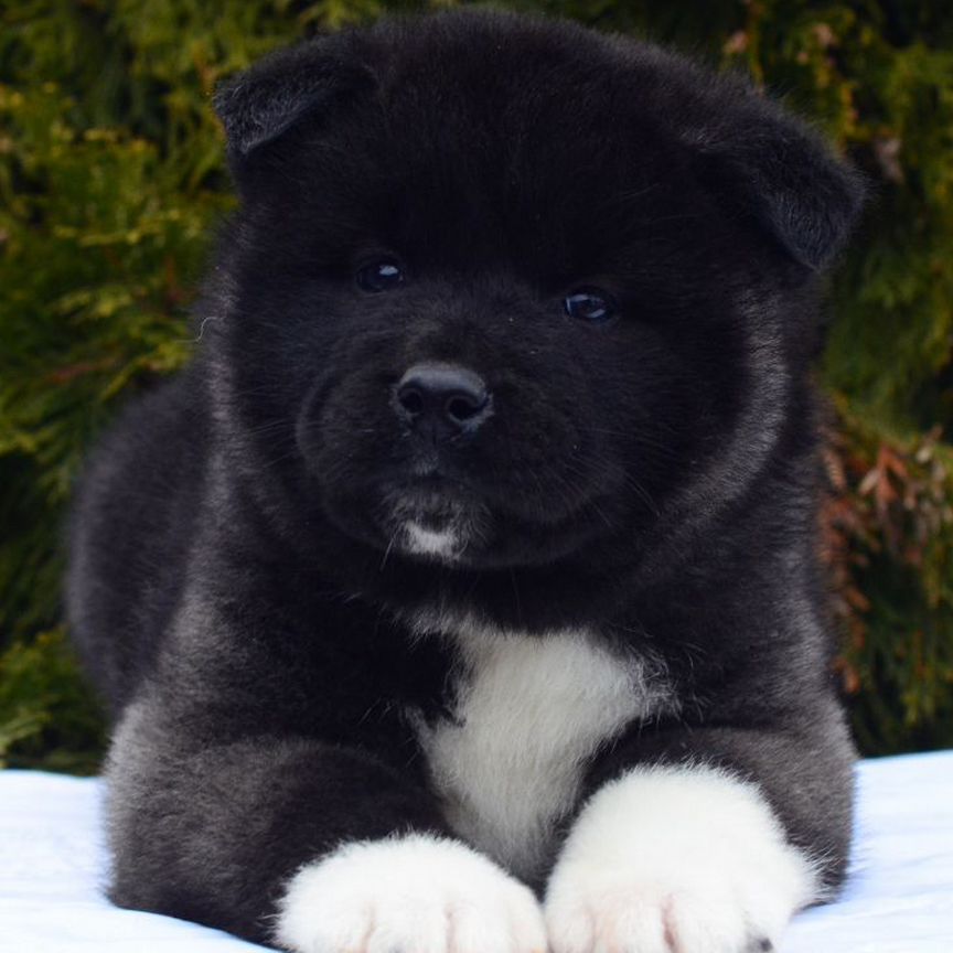 Американская акита, щенок