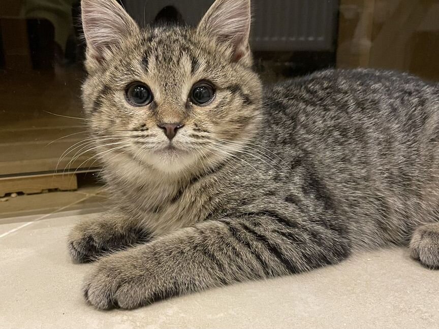 Котенок девочка 3 месяца