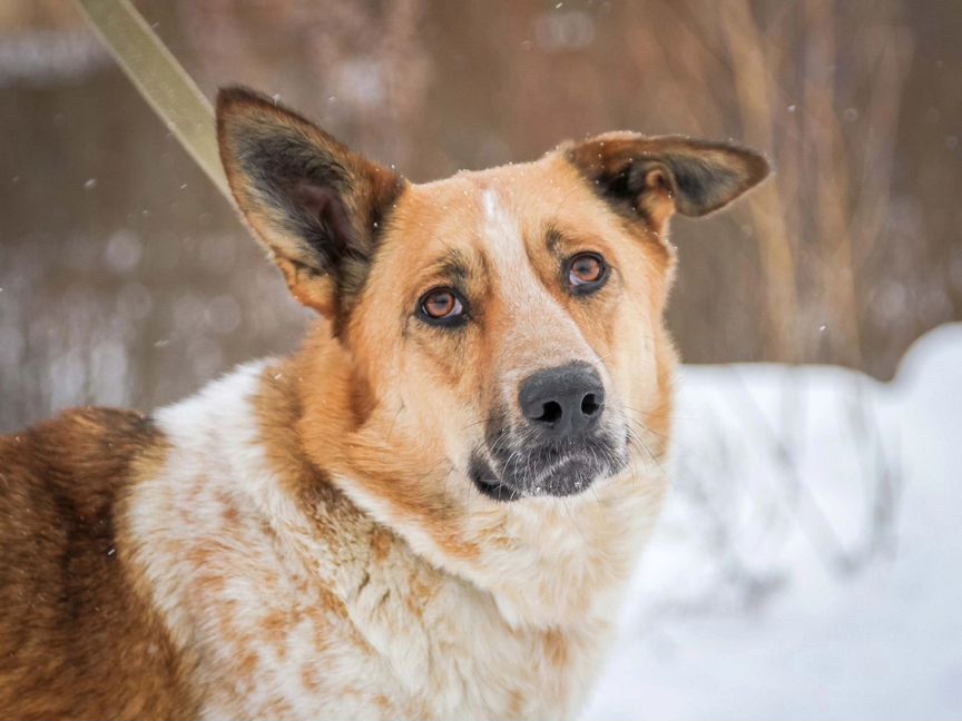 Пятнистая красавица ищет дом