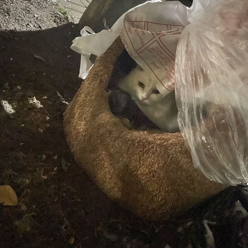 Кота выкинули на мороз
