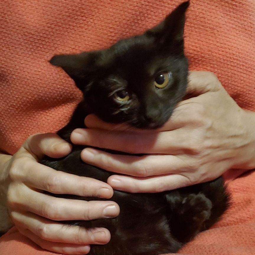 Котёнок мальчик