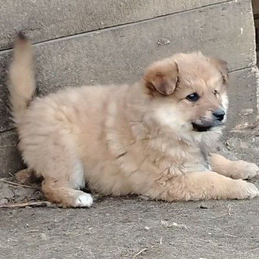 Щенок в добрые руки