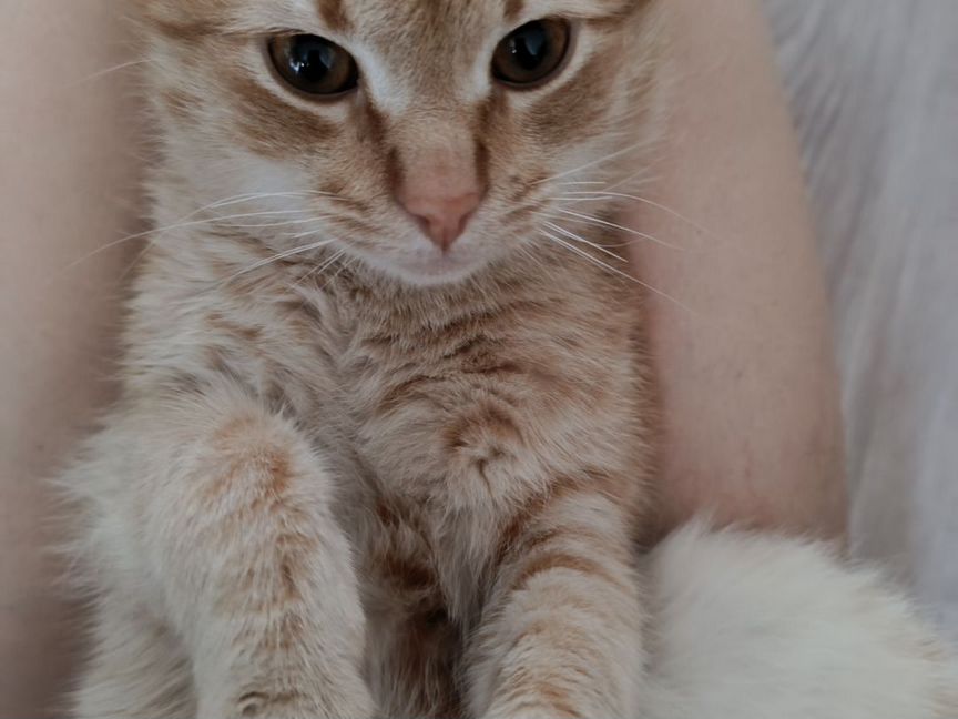 Котик в добрые руки