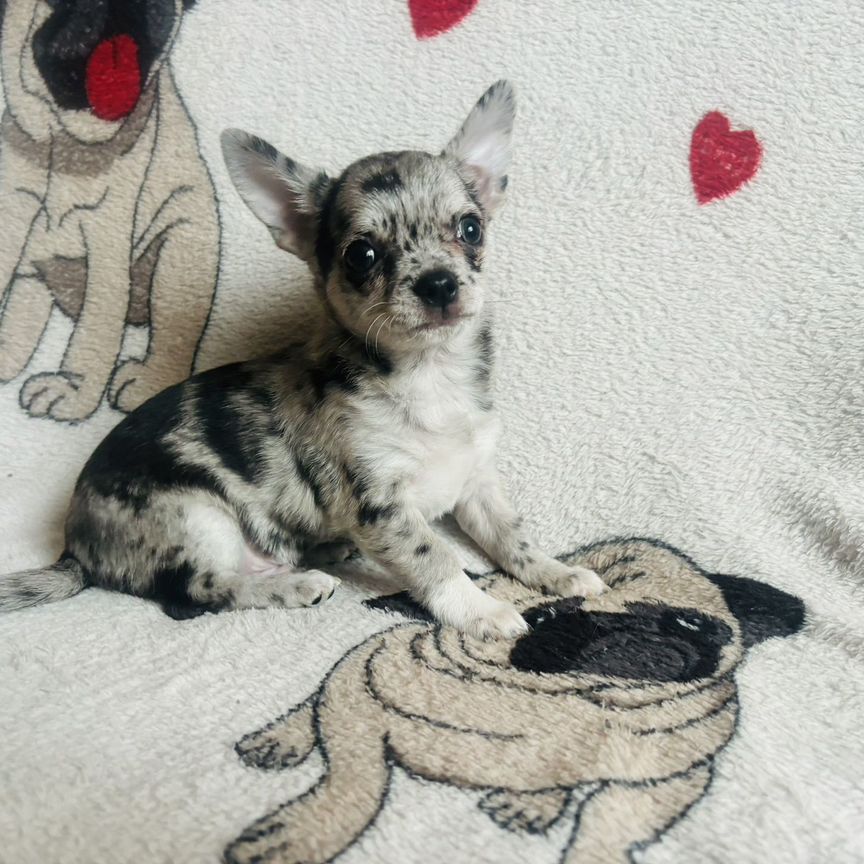 Малыш мерле