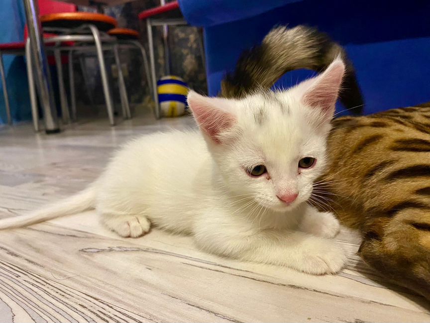 Отдам в добрые руки