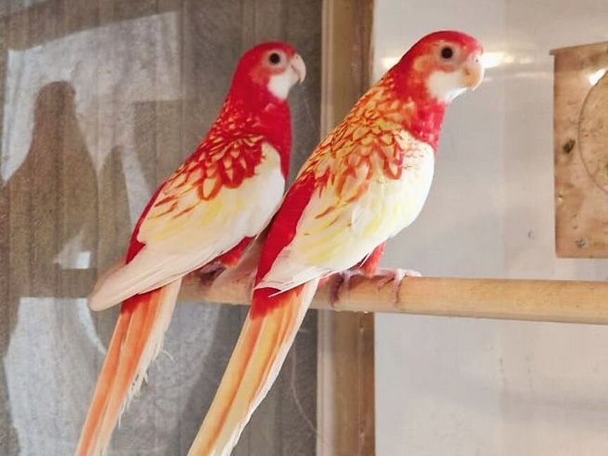 Попугай розелла