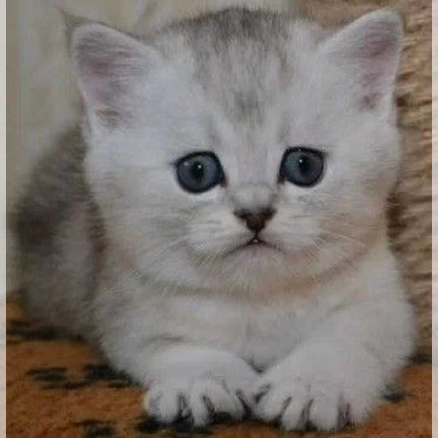 Котята британская шиншила