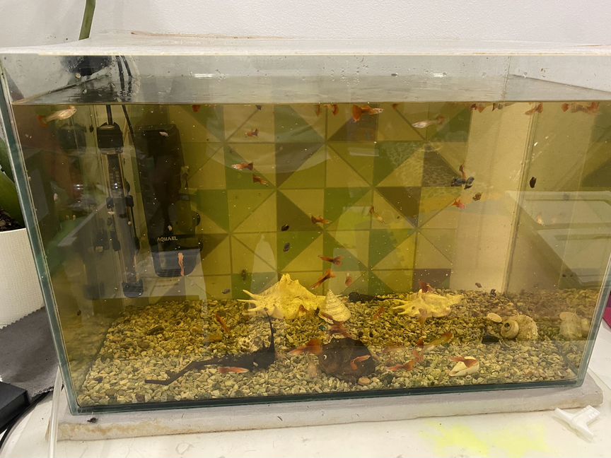 Аквариум 70л с рыбками и креветками