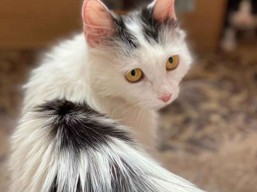 Кошка в добрые руки