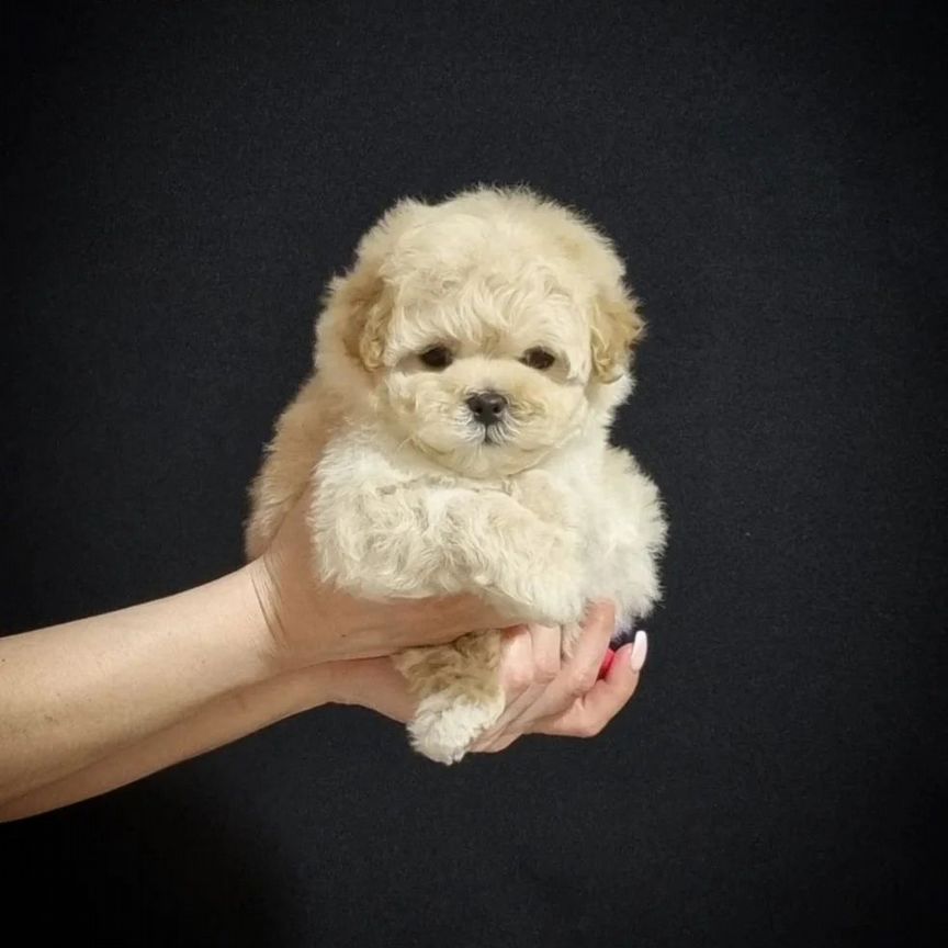 Maltipoo F1 мини мальчики, Корея Китай