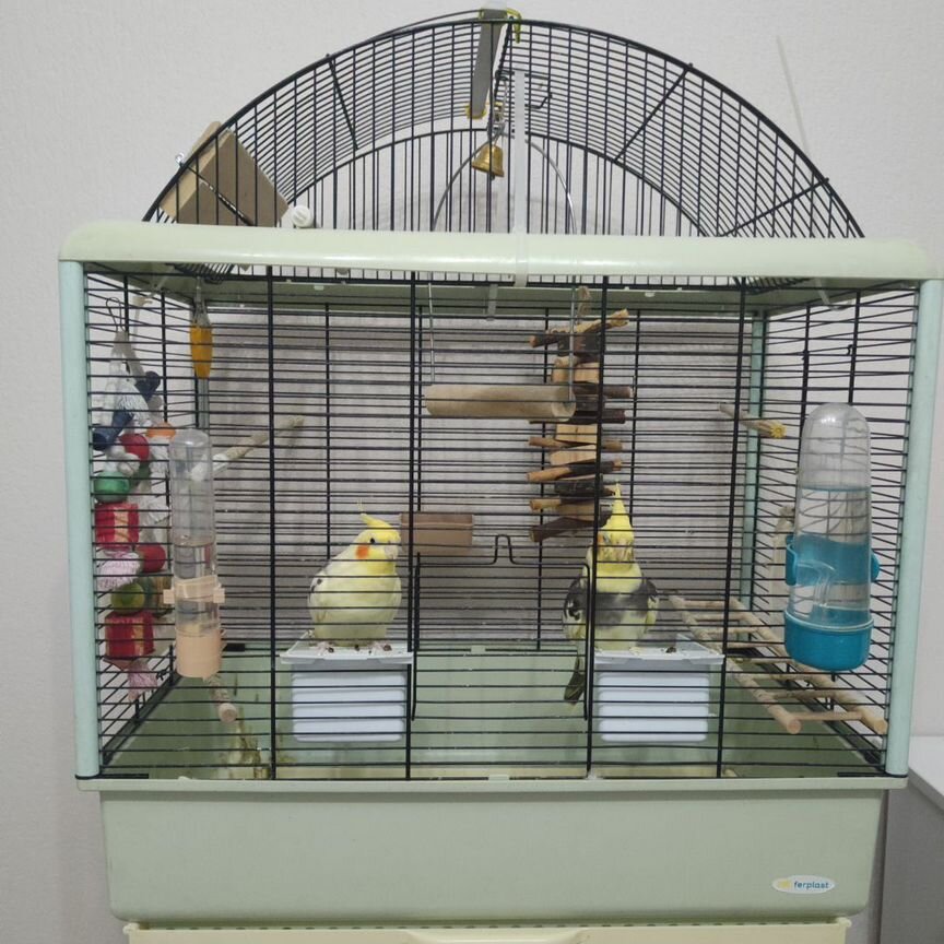 Попугай корелла с клеткой