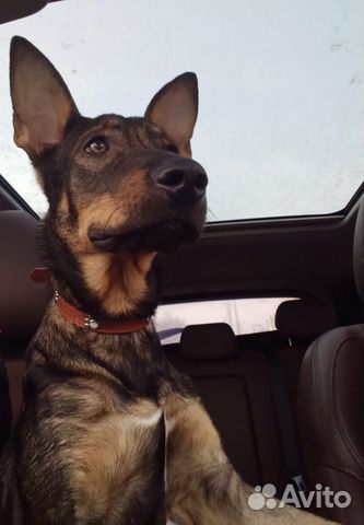 Щенок в добрые руки бесплатно