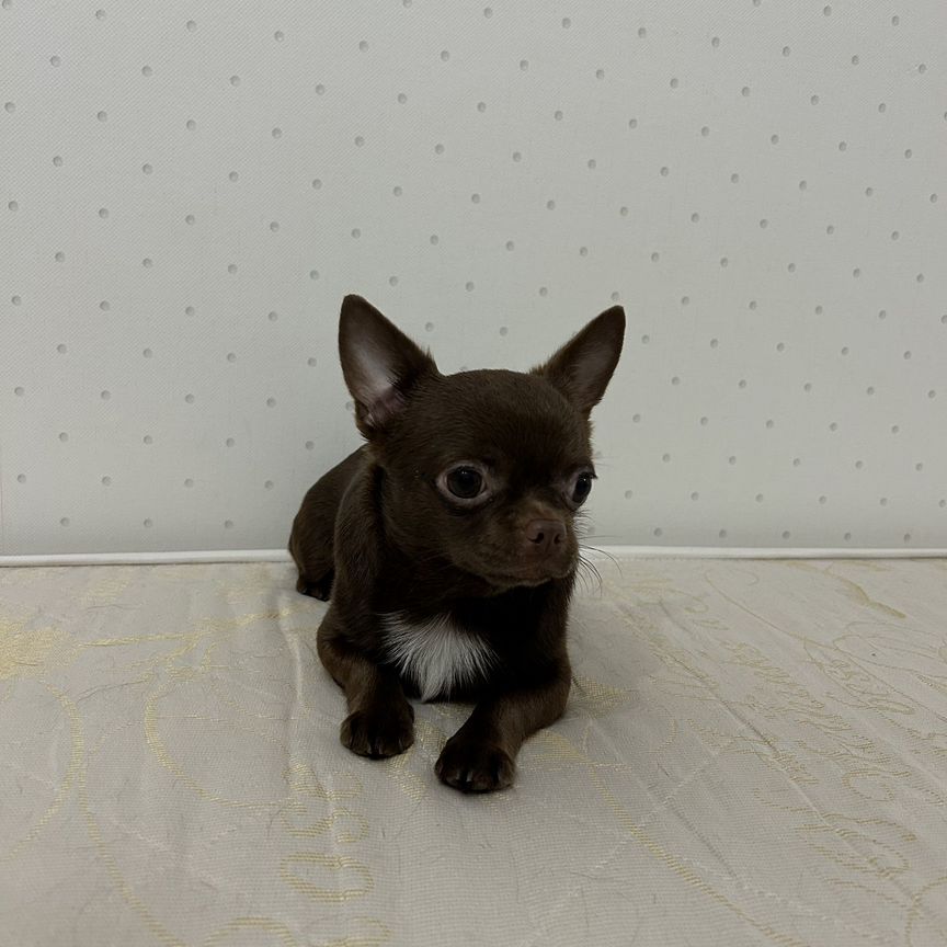 Щенки чихуахуа