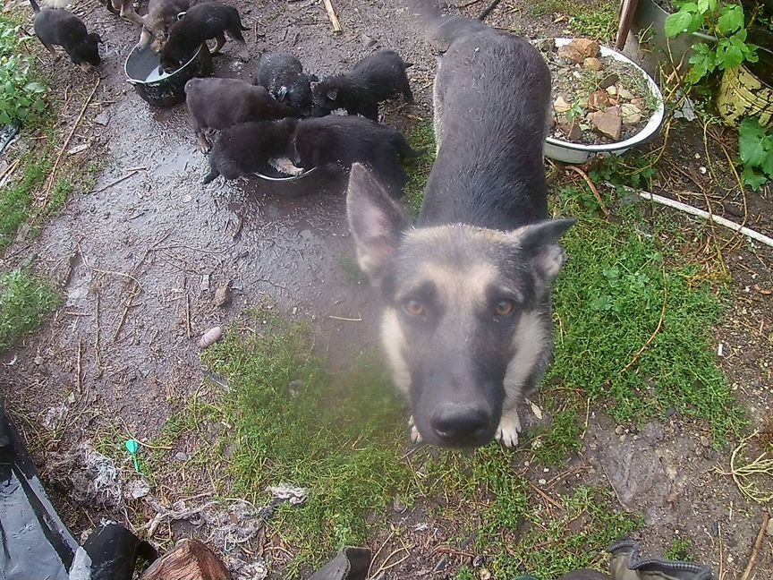 Оврака щенки вое